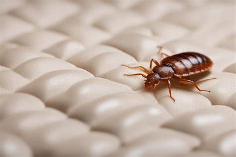 Say Goodbye To Bed Bugs A Complete Home Eradication Guide