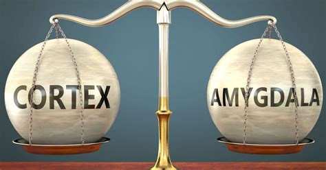 Prefrontal Cortex And Limbic System