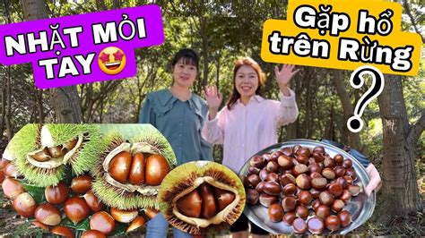 LÊN RỪNG NHẶT HẠT DẺ Ở HÀN QUỐC ĐÃ CON MẮT YouTube