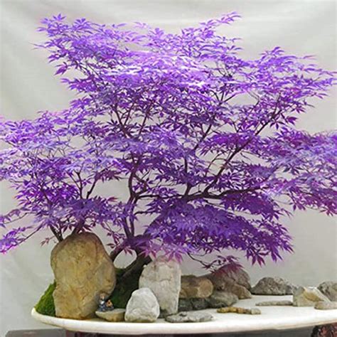 Chuxay Garden Ghost Purple Maple Acer Palmatum Japanese Maple Tree Desertcart Sri Lanka
