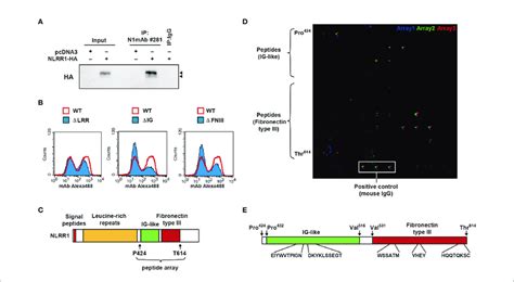 Epitope Mapping Of N1mab 281 Using A Peptide Microarray A Download Scientific Diagram