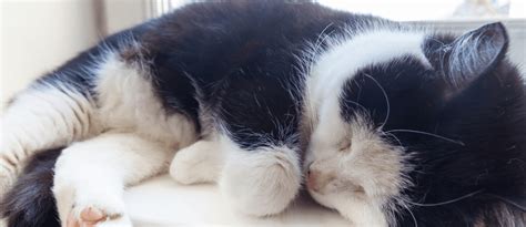 When To Put A Cat To Sleep With Hyperthyroidism