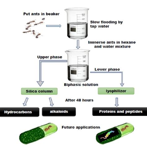Schematic Representation Of The Step By Step Isolation Of The Venom