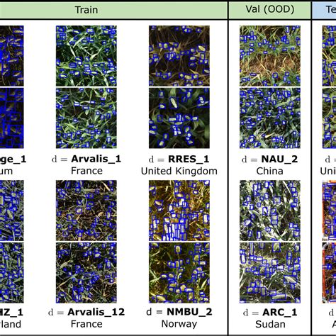 Global Wheat Challenge 2021 Kaggle