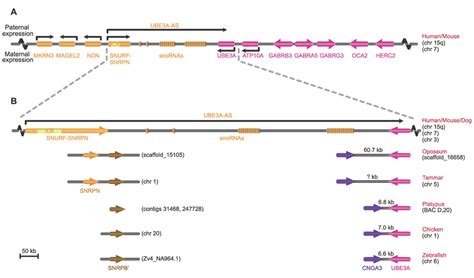 Genes Of The Pws As Imprinted Domain A The Pws As Imprinted Domain In