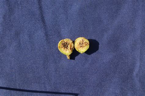 Ficus Virens Eflora Of India