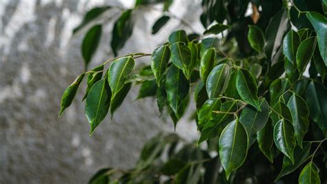Types Of Indoor Ficus Trees