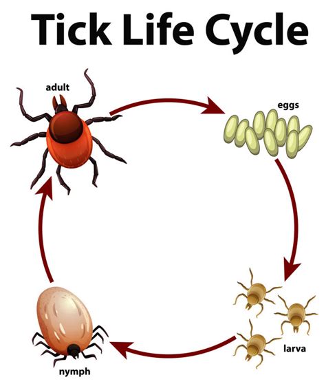 The Tick Life Cycle Understanding The Enemy For Better Prevention Tickkey International