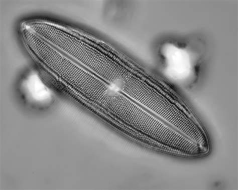 Subspecies Neidium Iridis Vernalis MINKA