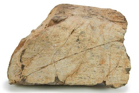 4 1 Fossil Sauropod Limb Bone Section W Metal Stand Colorado