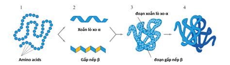 Khái Niệm Protein Vai Trò Của Protein Eu Vietnam Business Network