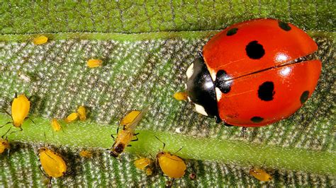 Ladybug Vs Asian Lady Beetle Battling Pests Global Ideas