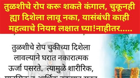 तुळशीचे रोप करु शकते कंगालचुकूनही ह्या दिशेला लावू नका यासंबंधी काही