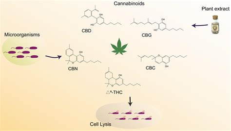 Potential Applications Of Cannabis Plant Extracts And Phytochemicals As