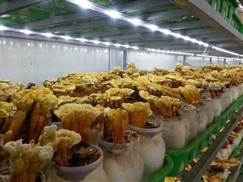 Zhang Ying On Linkedin Eixgh8g Ganoderma Lucidum