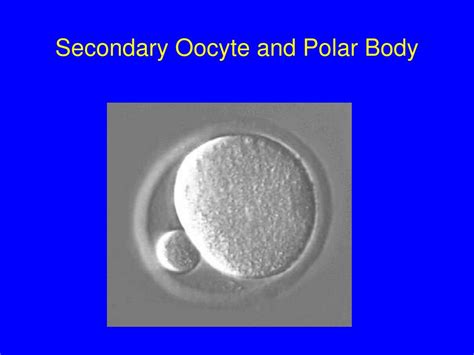 Ppt Chapter 2 Gbbe Part Iii Cell Division By Meiosis The Basis Of Sex Powerpoint