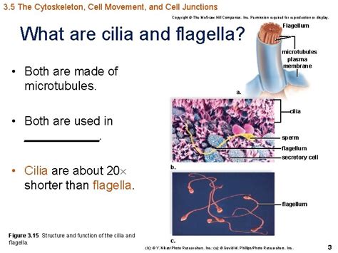 Human Biology Sylvia S Mader Michael Windelspecht Chapter