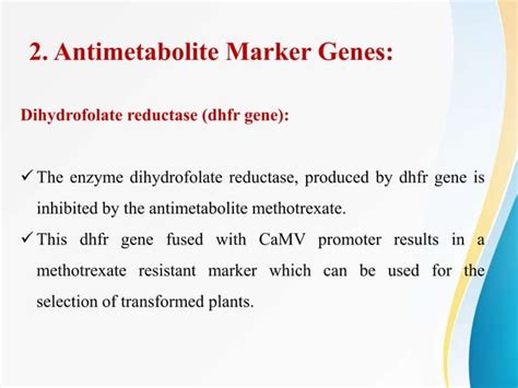 Selectable Marker Genes Pptx