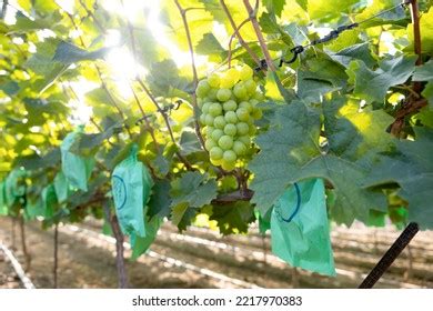 Close-up Photo Grapes Shine Muscat Vineyard Stock Photo 2217970383 ...