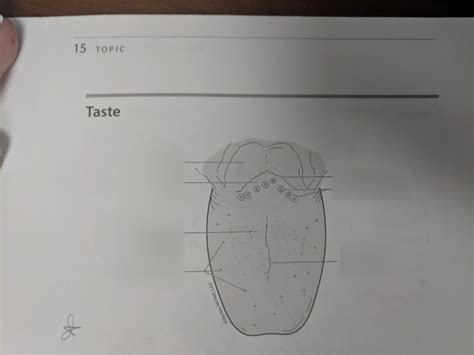 Taste Diagram Quizlet
