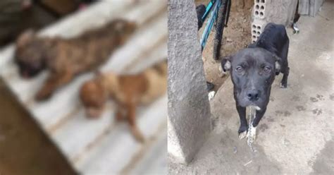 Cachorros mortos e animais em situação de maus tratos são encontrados em SC