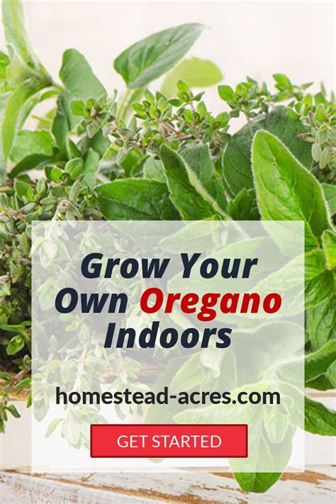 Grow Your Own Oregano Indoors
