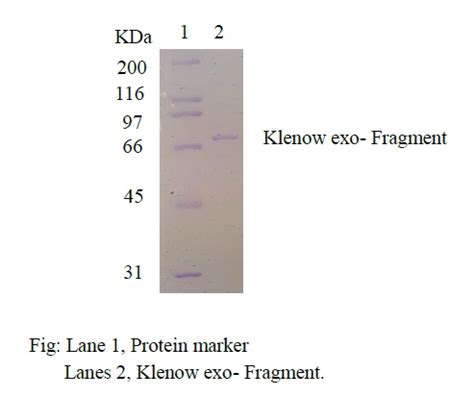 Klenow Fragment Exo 3 5 Exo