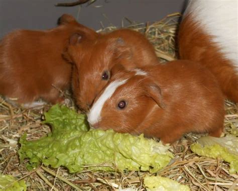 Adopter Un Cochon D Inde Adopter Un Cobaye