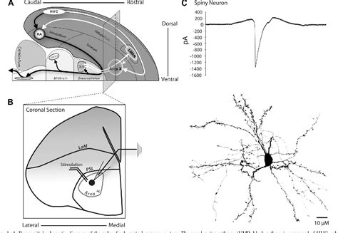 Figure 1 From Endocannabinoids Mediate Synaptic Plasticity At