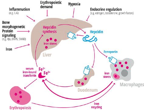 Regulation Of Hepatic Hepcidin Production Hepatic Hepcidin Synthesis Download Scientific