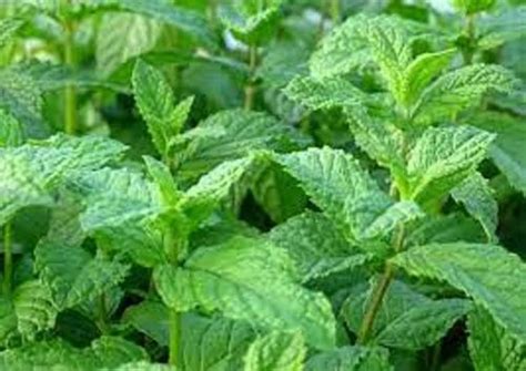 Mentha Essential Oil Natural At ₹ 1100kg Mentha Oil In Rampur Id