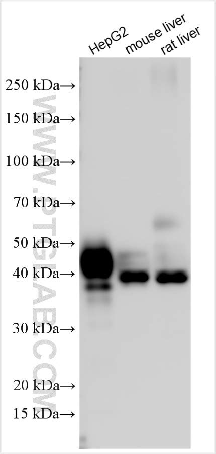 Asgr1 Antibody 11739 1 Ap Proteintech