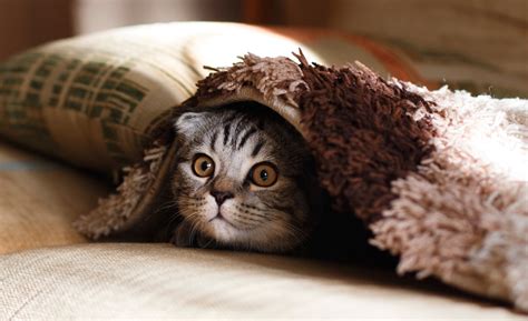 4 Ways Introverts And Cats Are Exactly The Same