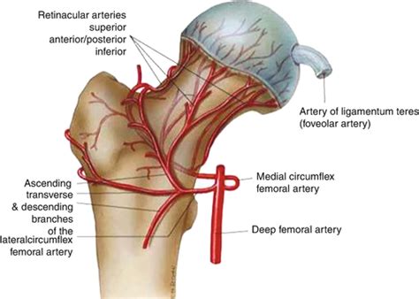 Hip Fractures Flashcards Quizlet