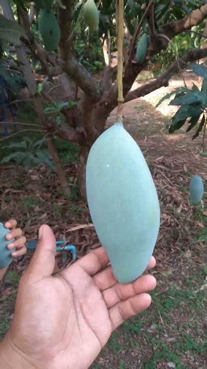 แฟนซี 5 สายพันธ์ ต้นใหญ่ Youtube