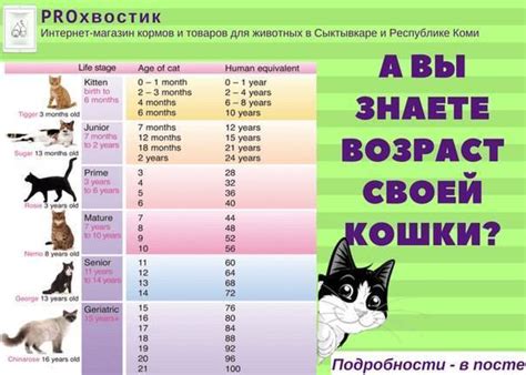 До какого возраста котенок считается котенком