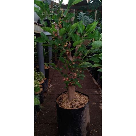 Jual Bahan Bibit Bonsai Murbei Import Berbuah Size XL Bibit Buah