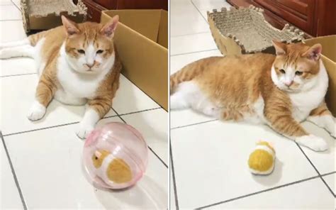 别试图逗一只橘猫了，大概只有吃的才能让它动一下哔哩哔哩bilibili