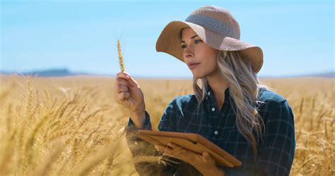 농지에서 품질 관리 밀 검사 및 농업을 위한 현장의 여성 정제 및 곡물 검사 농업 경제학자 쌀 식물 또는 건강한 작물 생산 또는 디지털 규정 준수를 위한 농산물 검사관 25