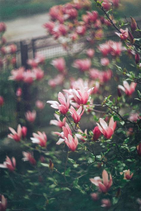 ЧудоСія Вівторком керує Марс Мантра для гармонізації Марсу Ом Мангалая Намаха Марс планета