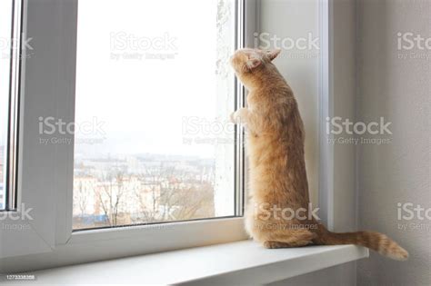 빨간 고양이가 창턱의 뒷다리에 서서 창밖으로 바라본다 애완고양이에 대한 스톡 사진 및 기타 이미지 애완고양이 창문 고양