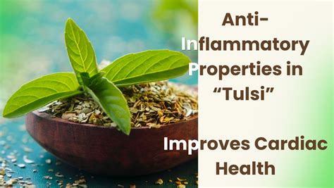 Why Tulsi Is A Medicinal Plant Scientific Explanation And Benefits