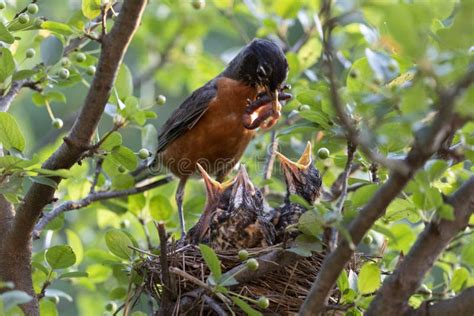 Sch tzchen Rotkehlchen in Einem Nest Stockbild Bild von schön