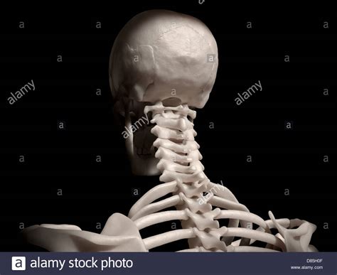 Is It Normal To Have A Dent In The Upper Back Portion Of Your Skull