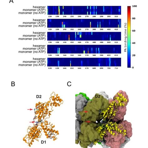 Structural Classification And Phylogenetic Reconstruction Of The Snare