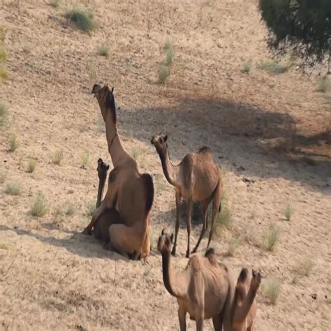 Mating Season Other Camels Has Reached To Help The Crying Mating
