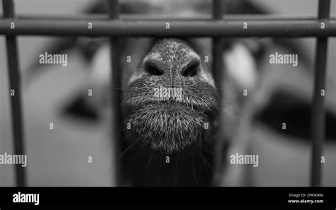 A Goat In Portrait Where The Snout Is Stretched Towards In Black White