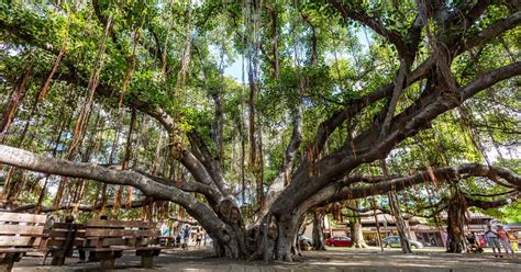 Lahainas 150 Year Old Banyan Tree Sprouts New Green Leaves More Than