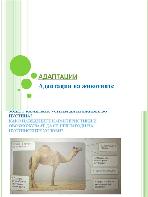 Адаптации на животни Pdf
