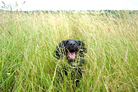 Dog Walking Nannies 4 Pets Sevenoaks